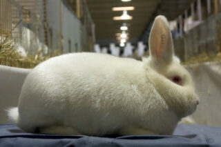 15 Best Rabbit Breeds for Raising Meat