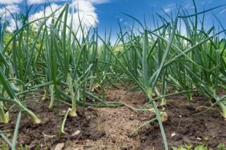 10 Plant-and-Forget Vegetables