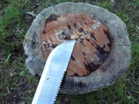 9 Survival Tools You Can Make From Tree Bark