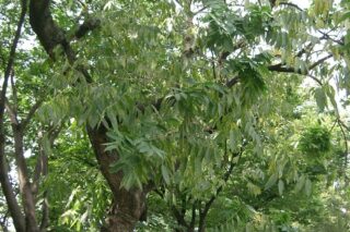 15 Plants You Can Turn Into Soap