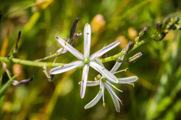 15 Plants You Can Turn Into Soap