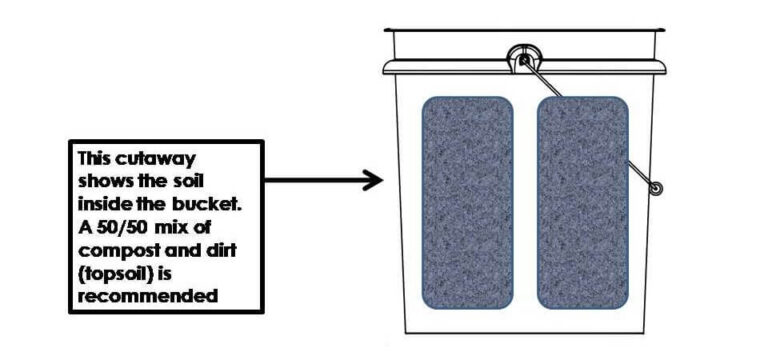 How to Grow Food in Buckets: A Step by Step Guide