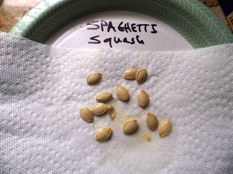 How to Harvest Seeds from Grocery Store Produce