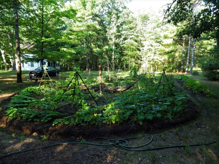 Wild Gardening: Letting Nature Lead The Way
