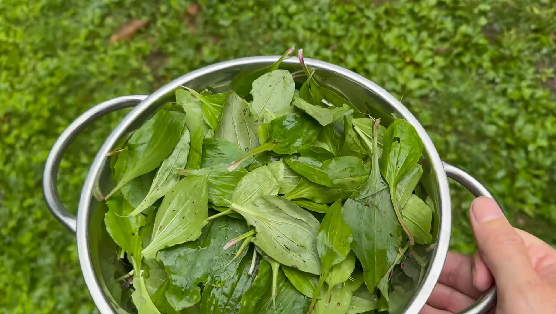 How to Make a Plantain Salve for Skin Problems