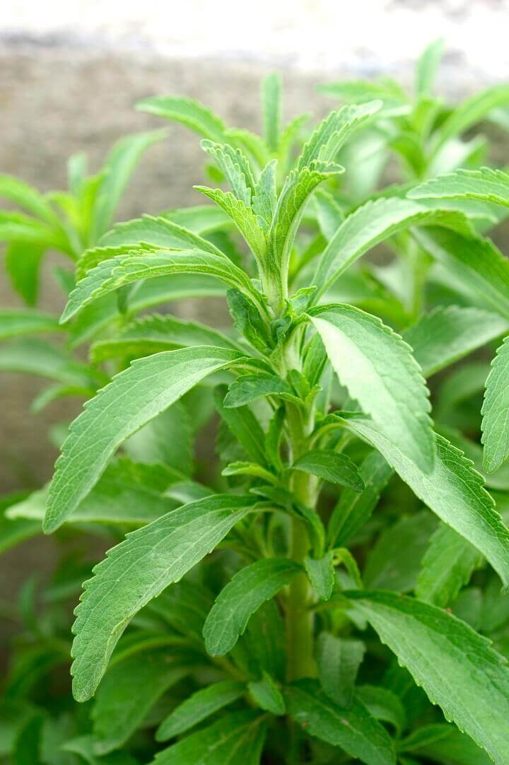 13 Natural Sweeteners You Can Grow