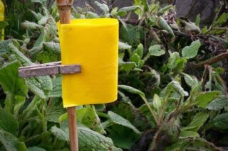 3 Homemade Pest Traps for Your Garden