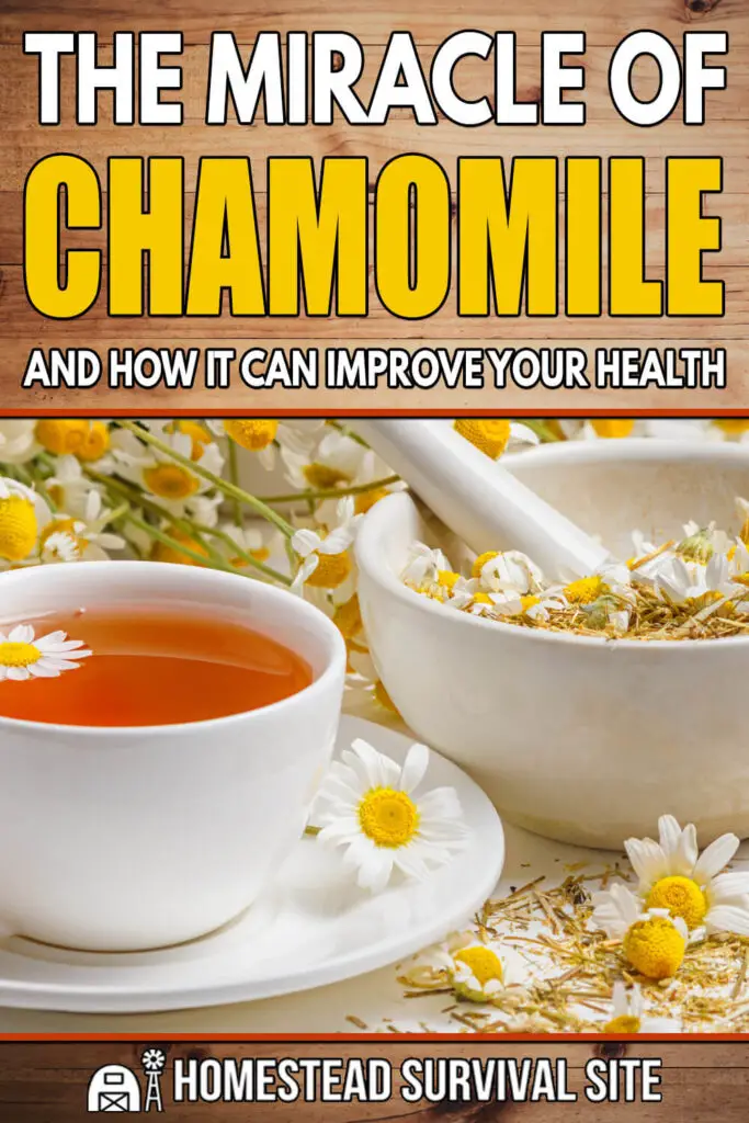 The Miracle of Chamomile and How it Can Improve Your Health