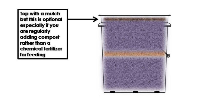 How to Grow Food in Buckets: A Step by Step Guide
