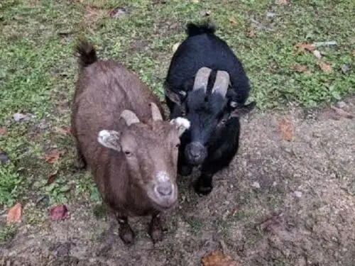 10 Best Goat Breeds for Off Grid Living