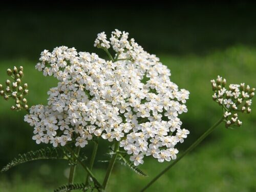 37 Medicinal Flowers and Their Uses