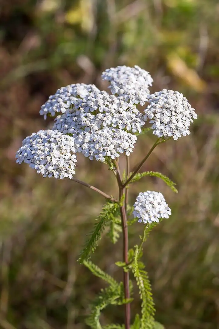 10 Best Pollinator Plants for Your Garden
